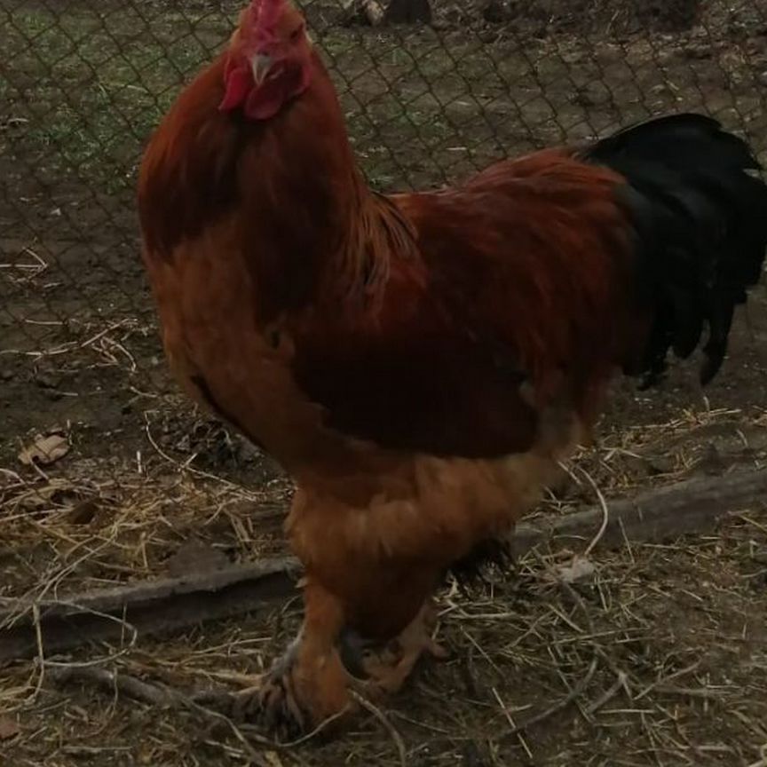 Петух брама