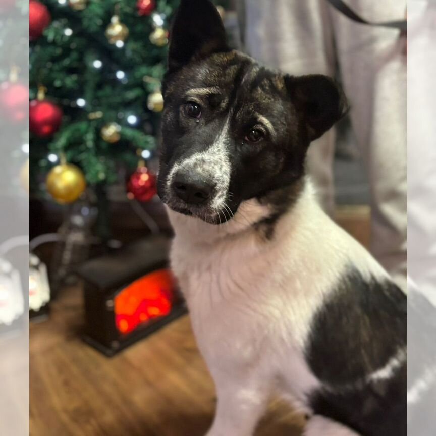 Пристраиваем щенка подростка