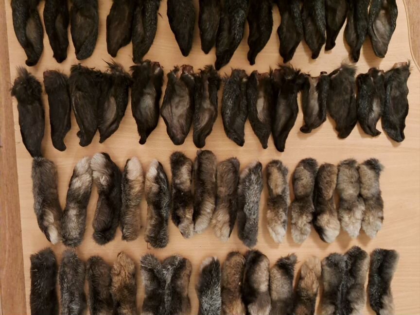 Лакомства для собак