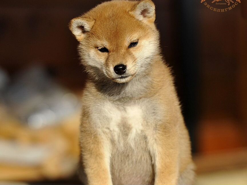 Сиба девочка для вас