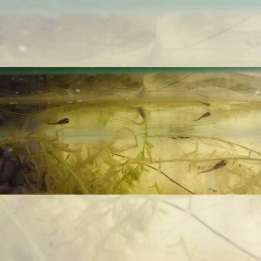 Мальки гуппи