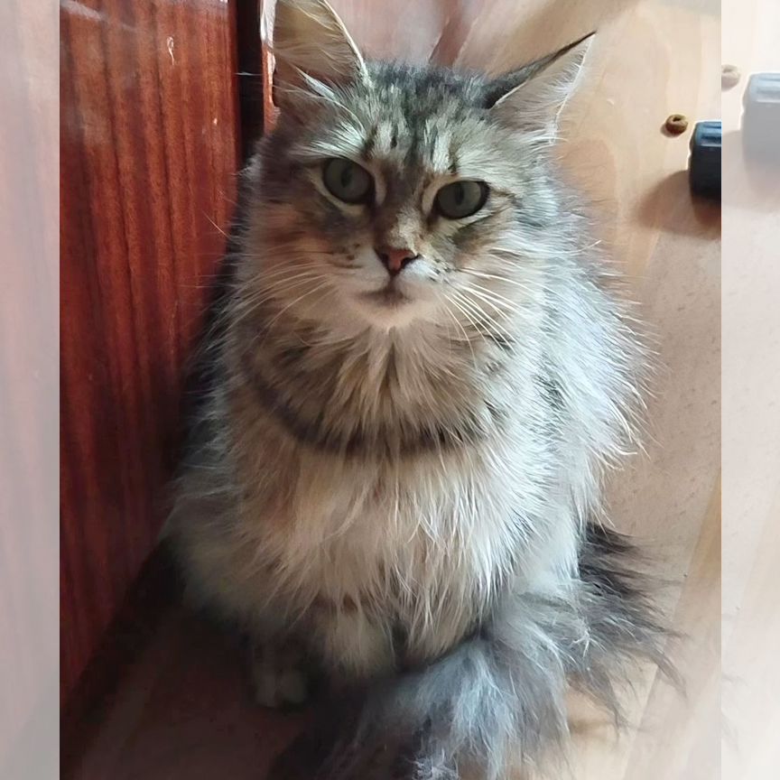 Сибирская, взрослая кошка