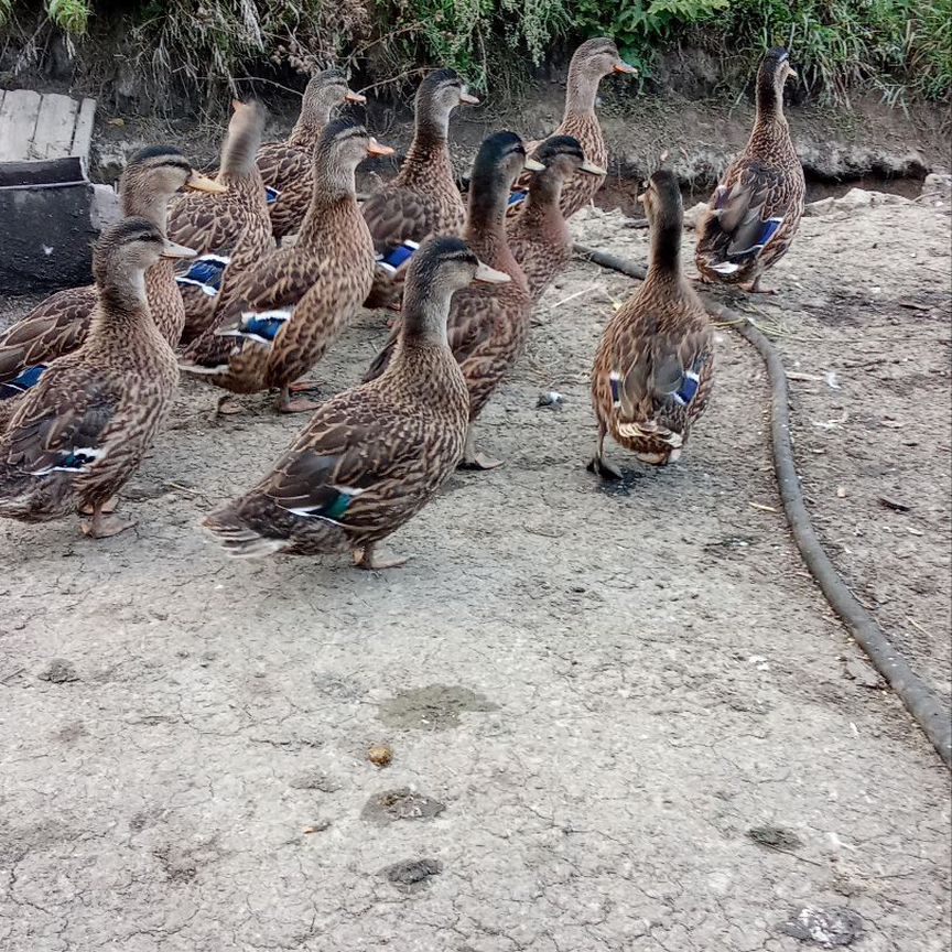 Подсадные Утки