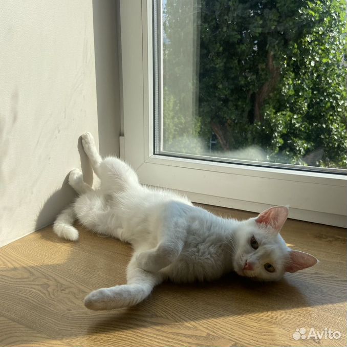 Као мани кошка