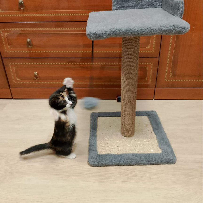 Котенок в добрые руки