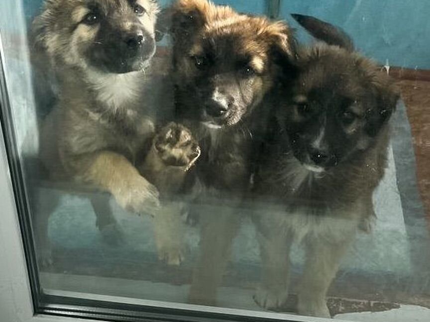 Щенки в добрые руки