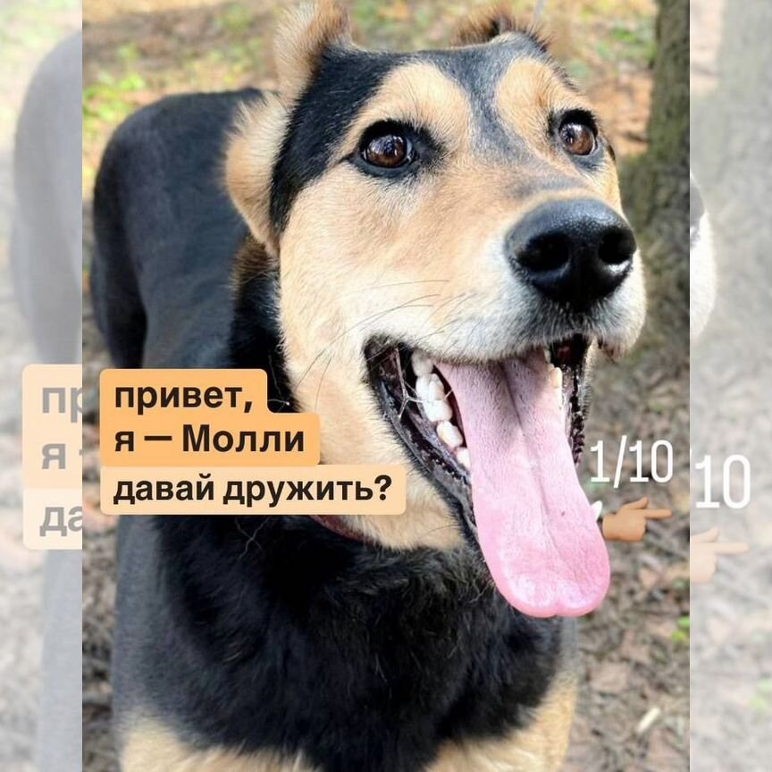 Взрослая собака в добрые руки