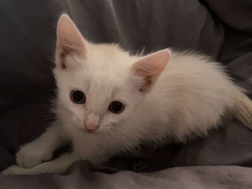 Белый Котенок с голубыми глазами