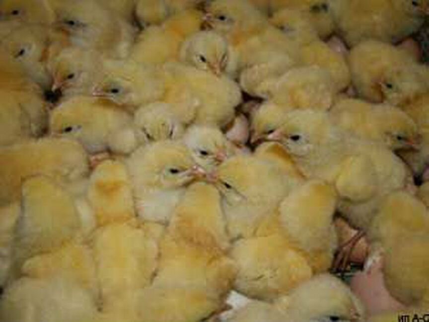 Цыплята бройлеры