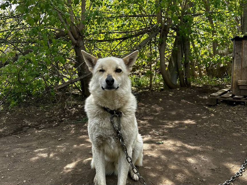 Волчок ищет дом