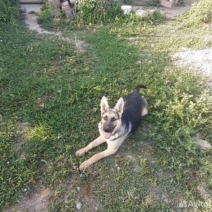 Собака немецкая овчарка мальчик