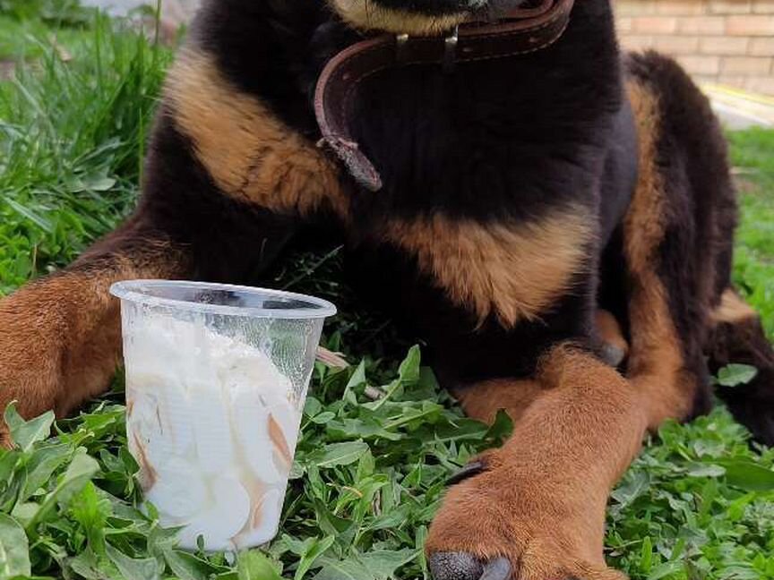 Собака в добрые руки