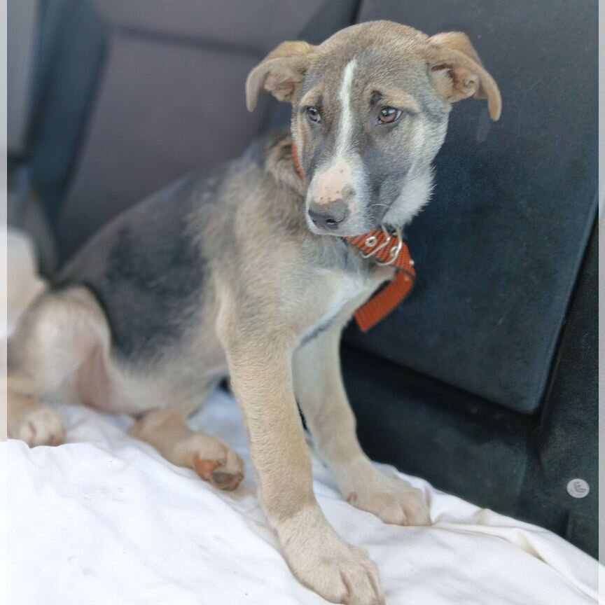 Щенок девочка, привита, привезу