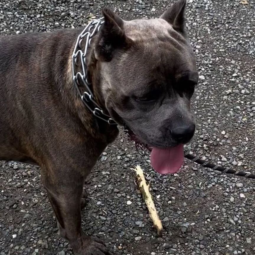 Отдам в добрые руки кане корсо