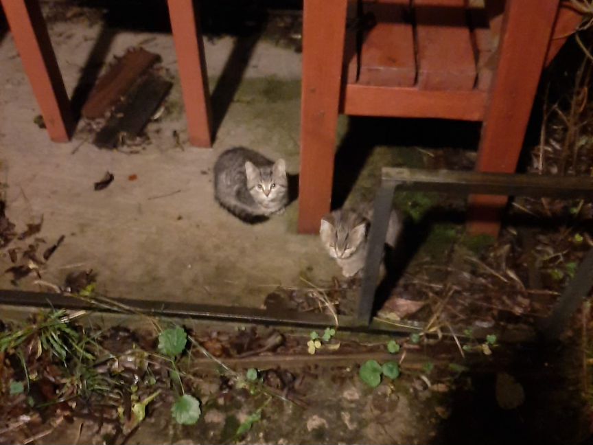 Котенок в добрые руки