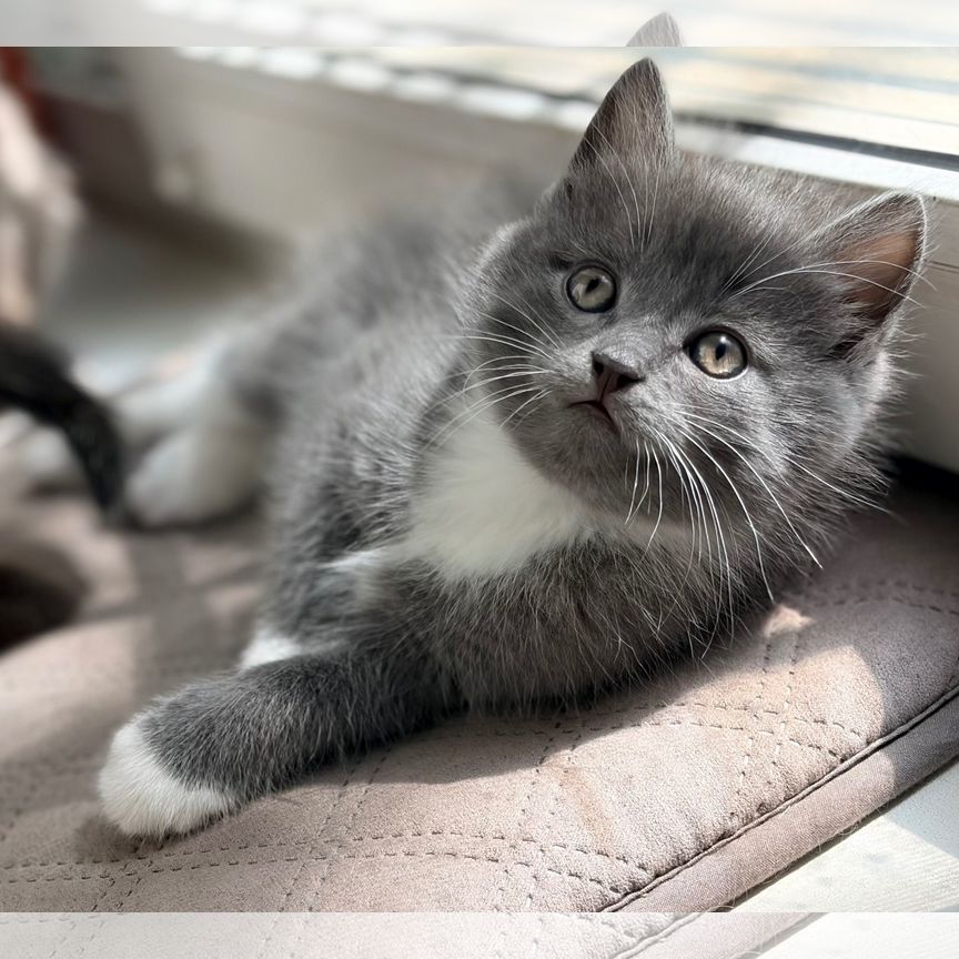 Котёнок от частного владельца