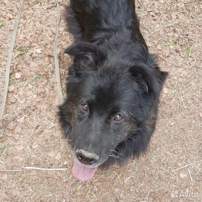 Шикарный спокойный добрый пес пропадает в приюте