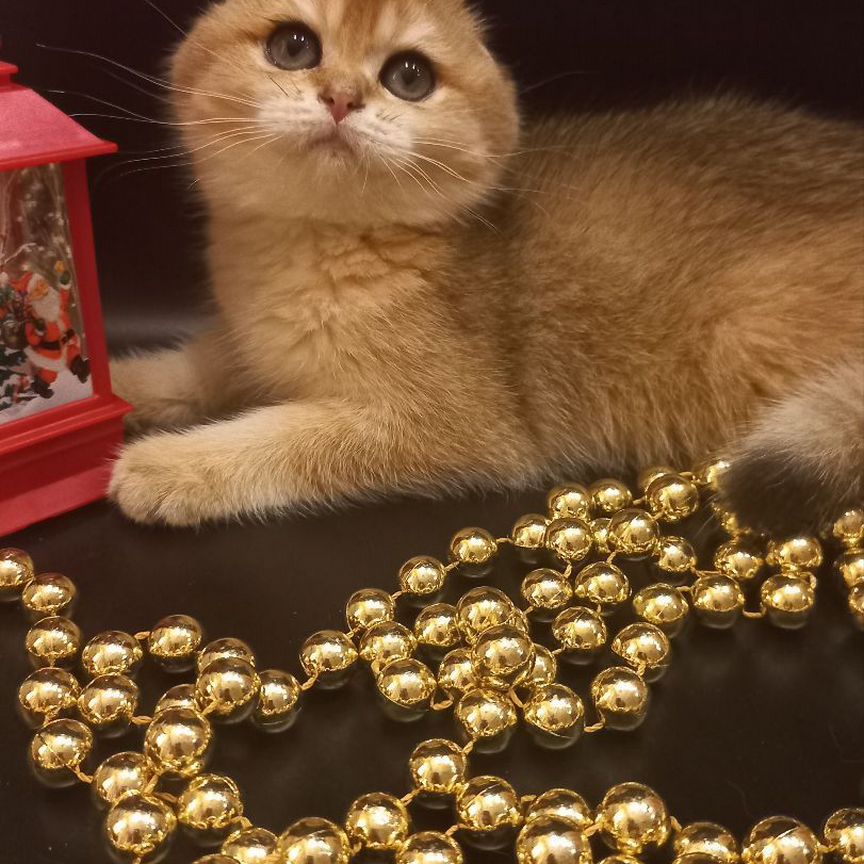 Шотландские золотые шиншиллы котята