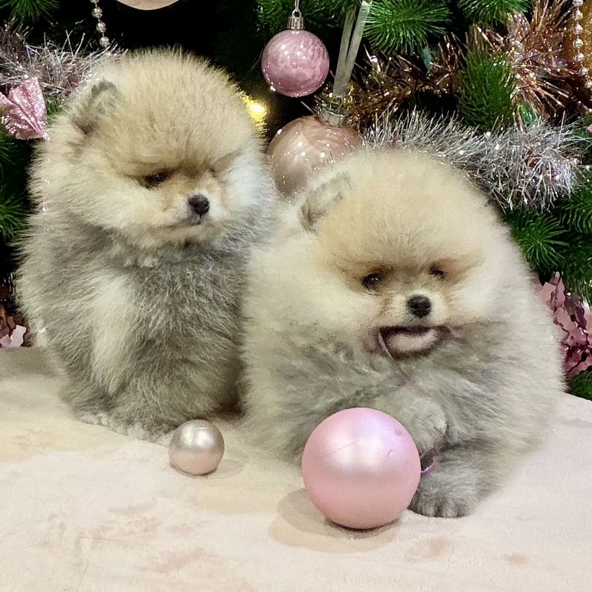 Померанский шпиц, щенок