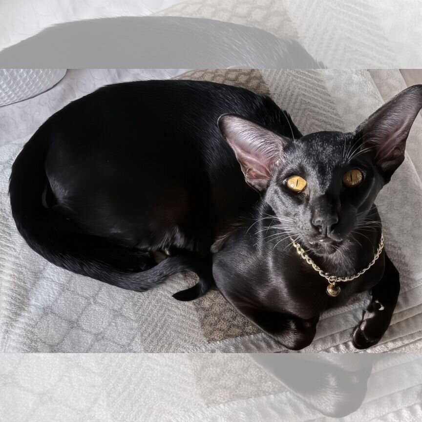 Ориентальный кот, вязка