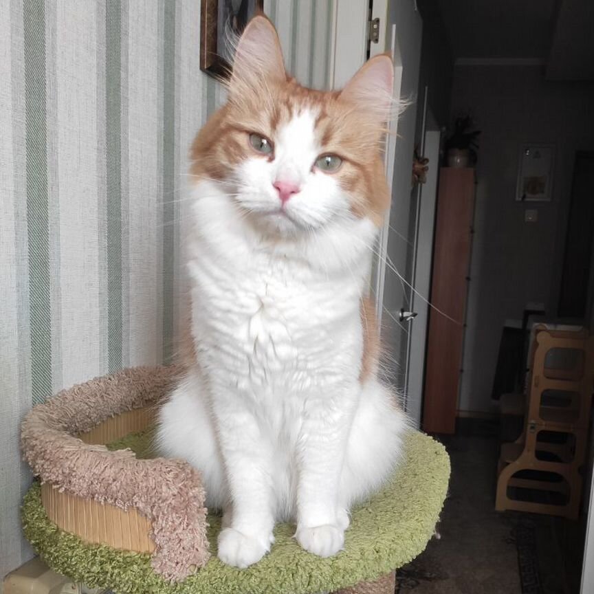 Взрослый кот в добрые руки