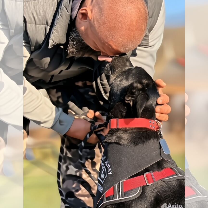 Взрослый пёс в добрые руки