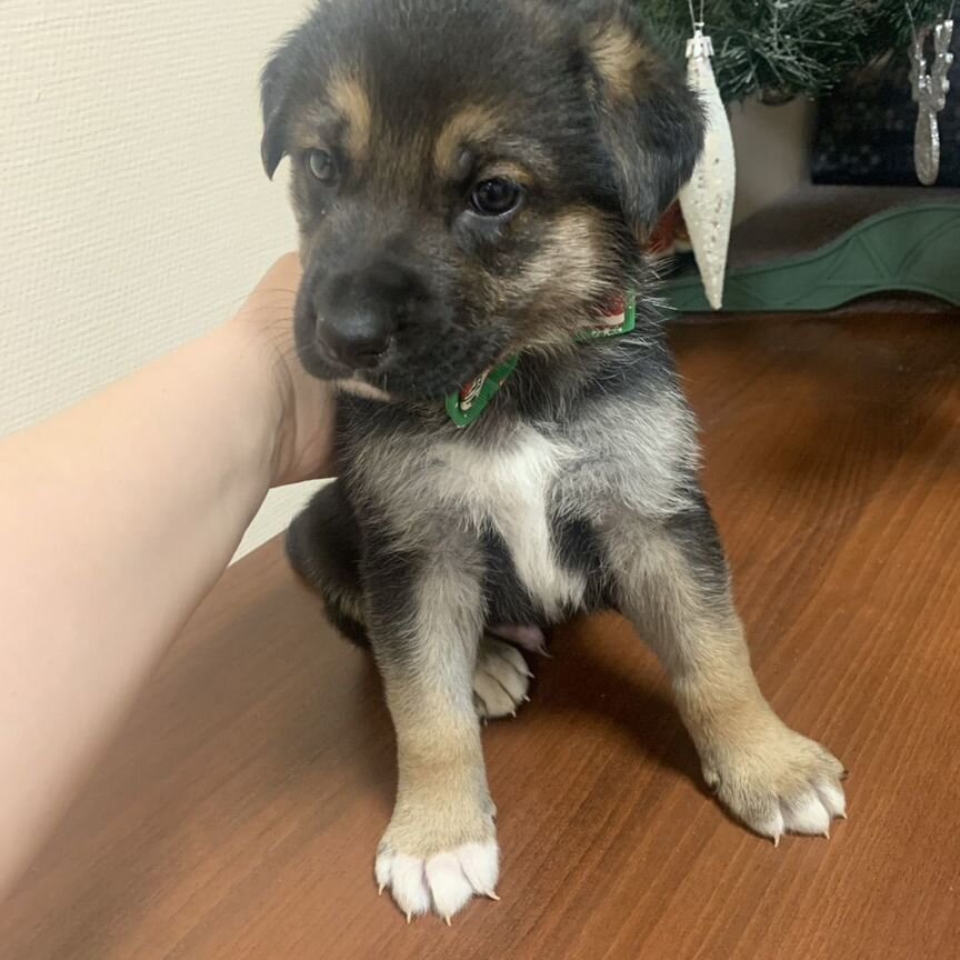 Щенки немецкой овчарки бесплатно