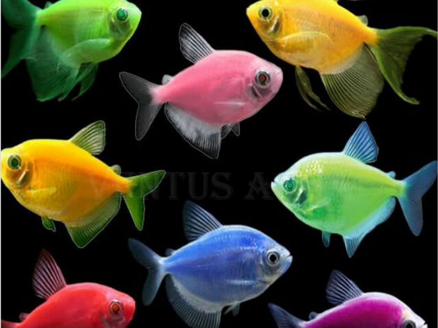 Тернеция Глофиш