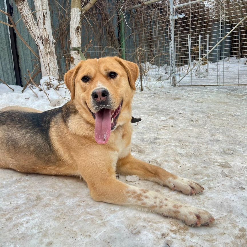 Собака в добрые руки