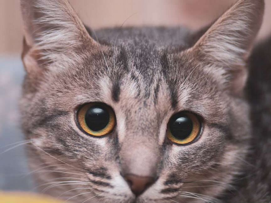 Преданная кошка