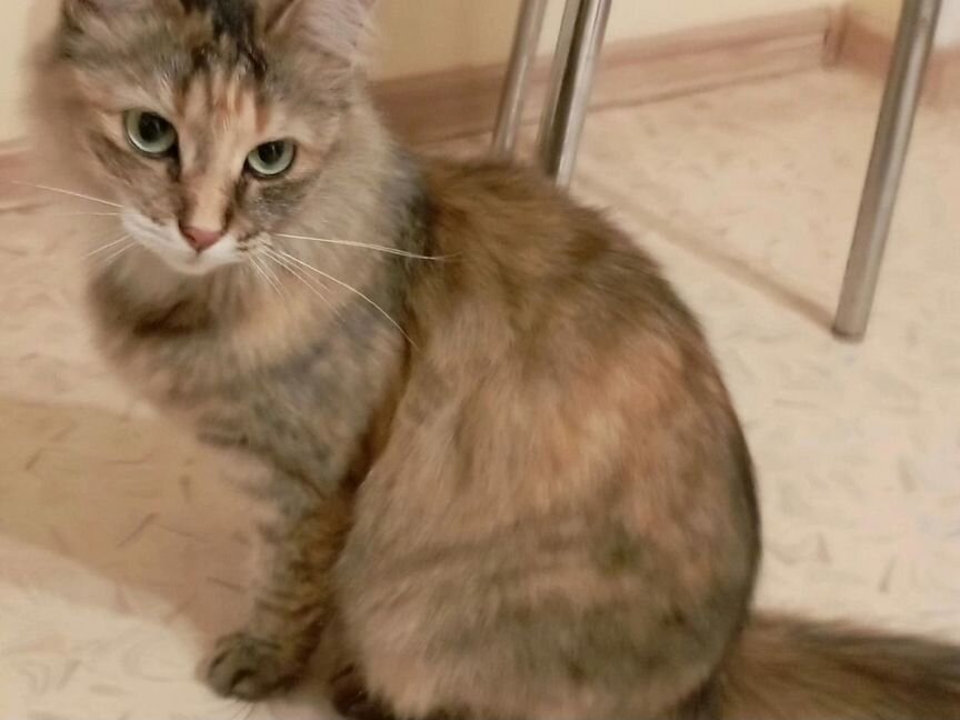 Мурочка добродушная молоденькая