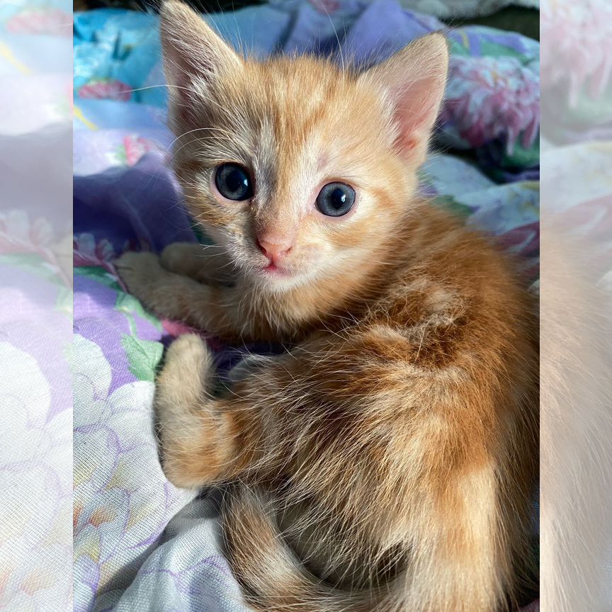 Котёнок в добрые руки