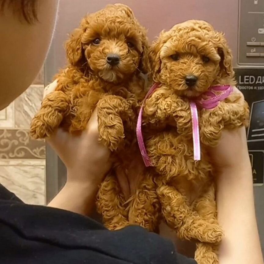 Той-пудель, щенок