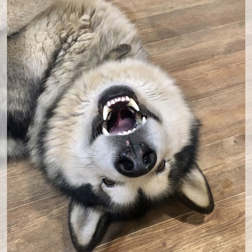 Аляскинский маламут, взрослый пёс