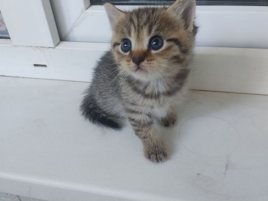 Британские котята шиншилла