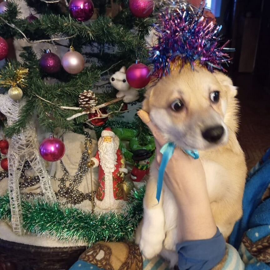 Новый год в каждый дом