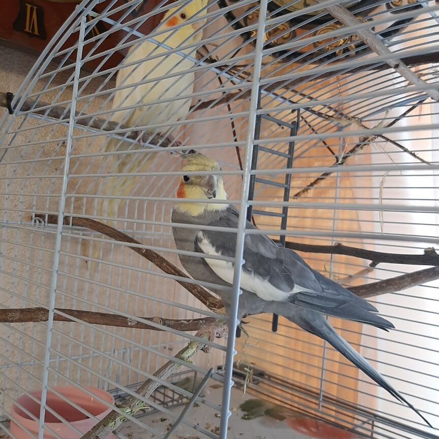 Попугай корелла с клеткой