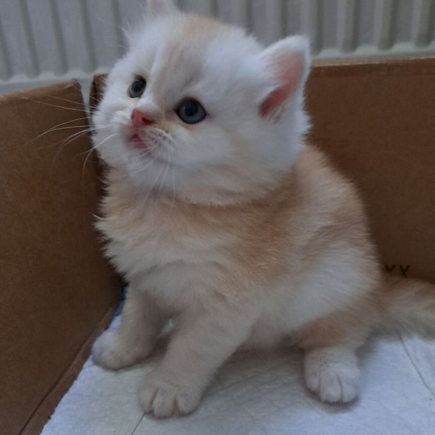 Шотландские котята