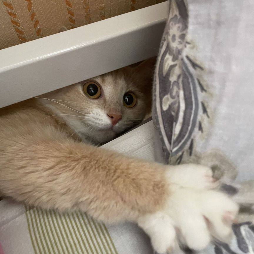 Кошка в добрые ласковые руки