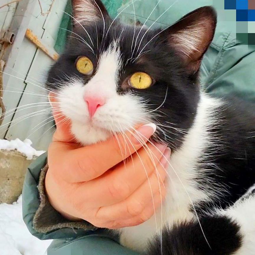 Котик в добрые ручки