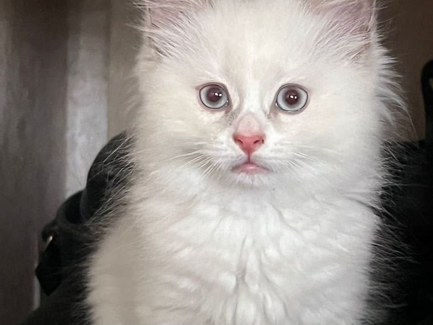 Котята рэгдолл