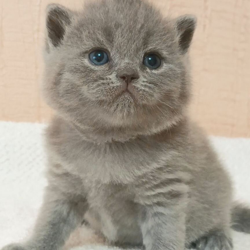 Британские котята