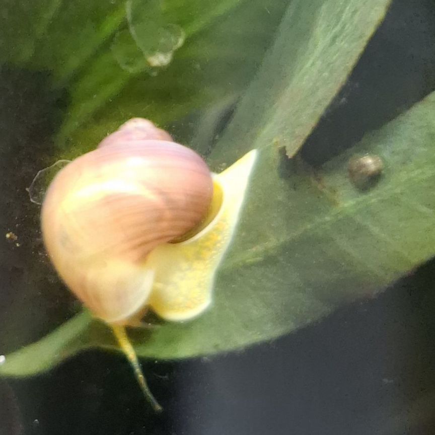 Улитки ампулярии