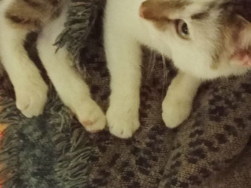 Молодой кастрированный котик