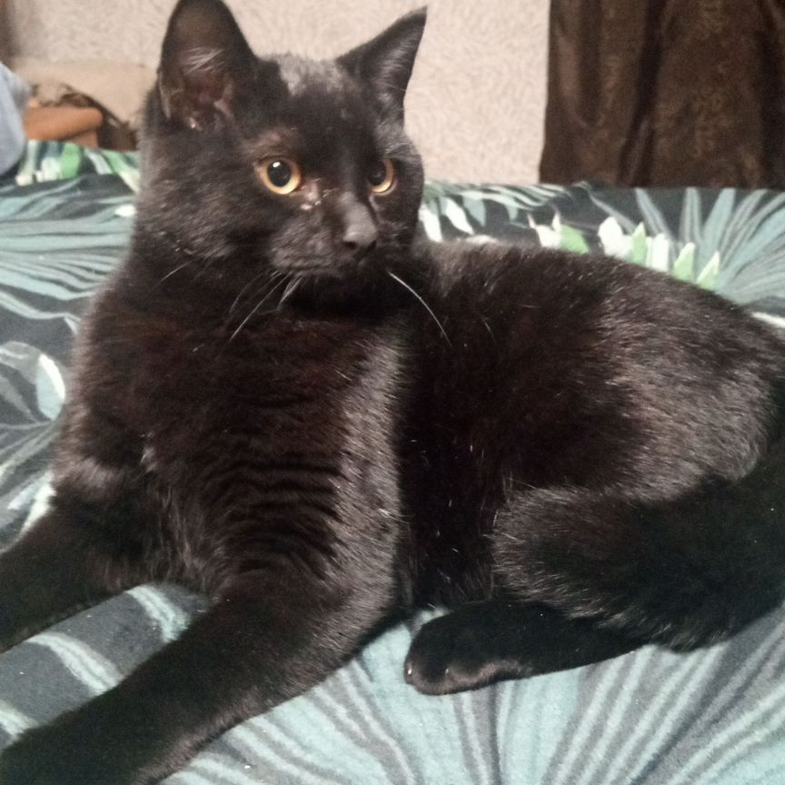 Ласковый и умный