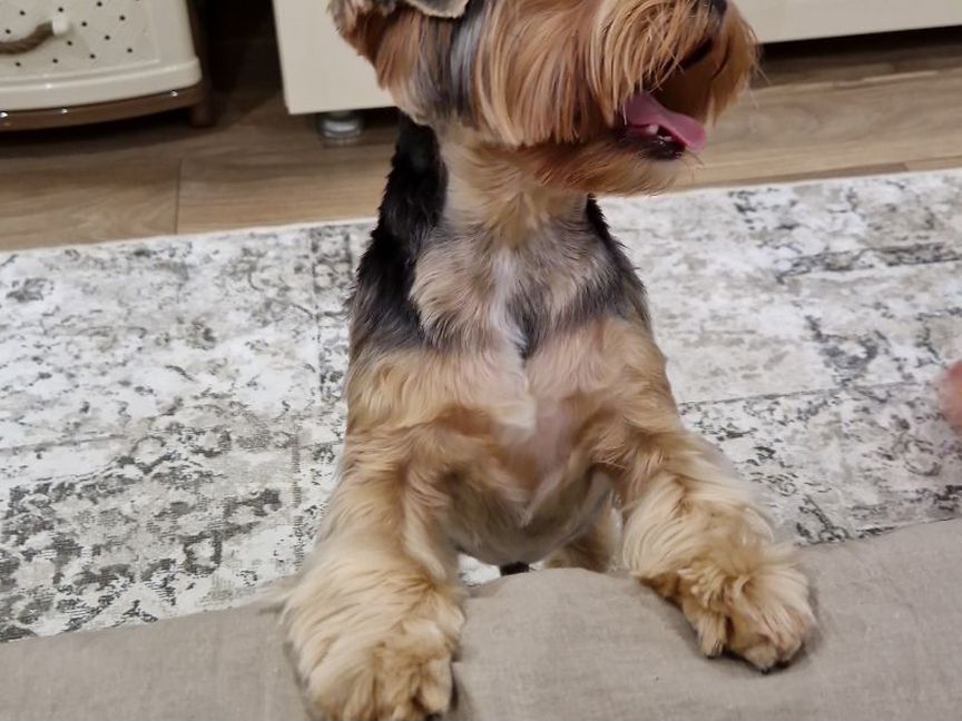 Йоркширский терьер