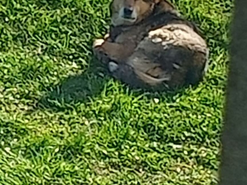 Беспородная собака