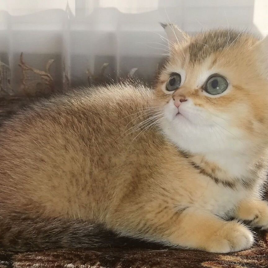 Шотландские золотые котодетки