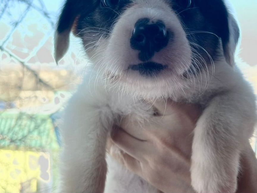 Собака в добрые руки щенок