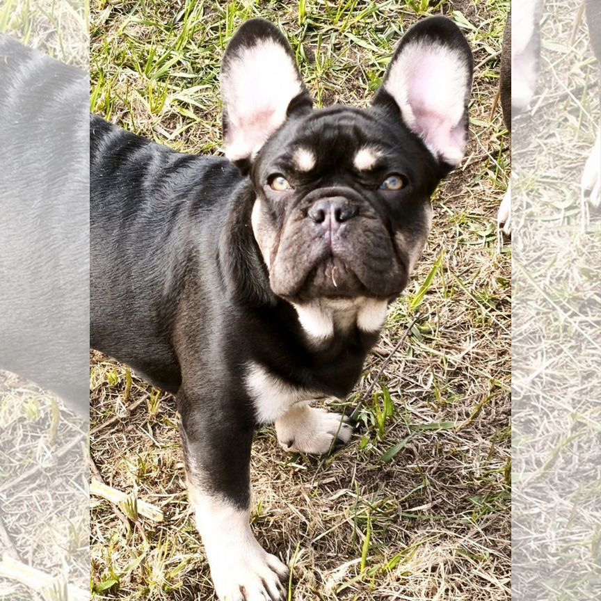 Французский бульдог, щенок
